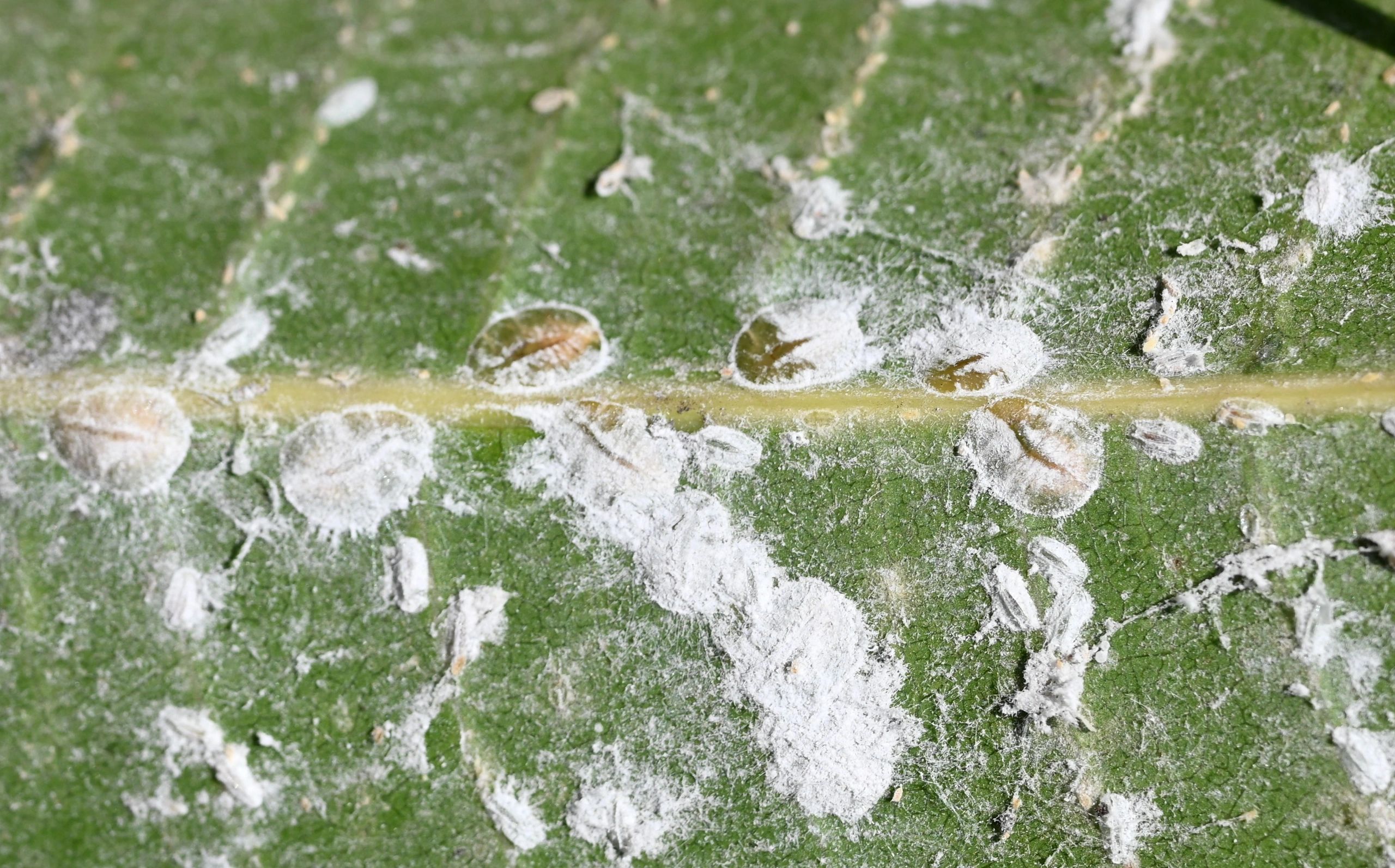 Alert: A New Soft Scale on Mango