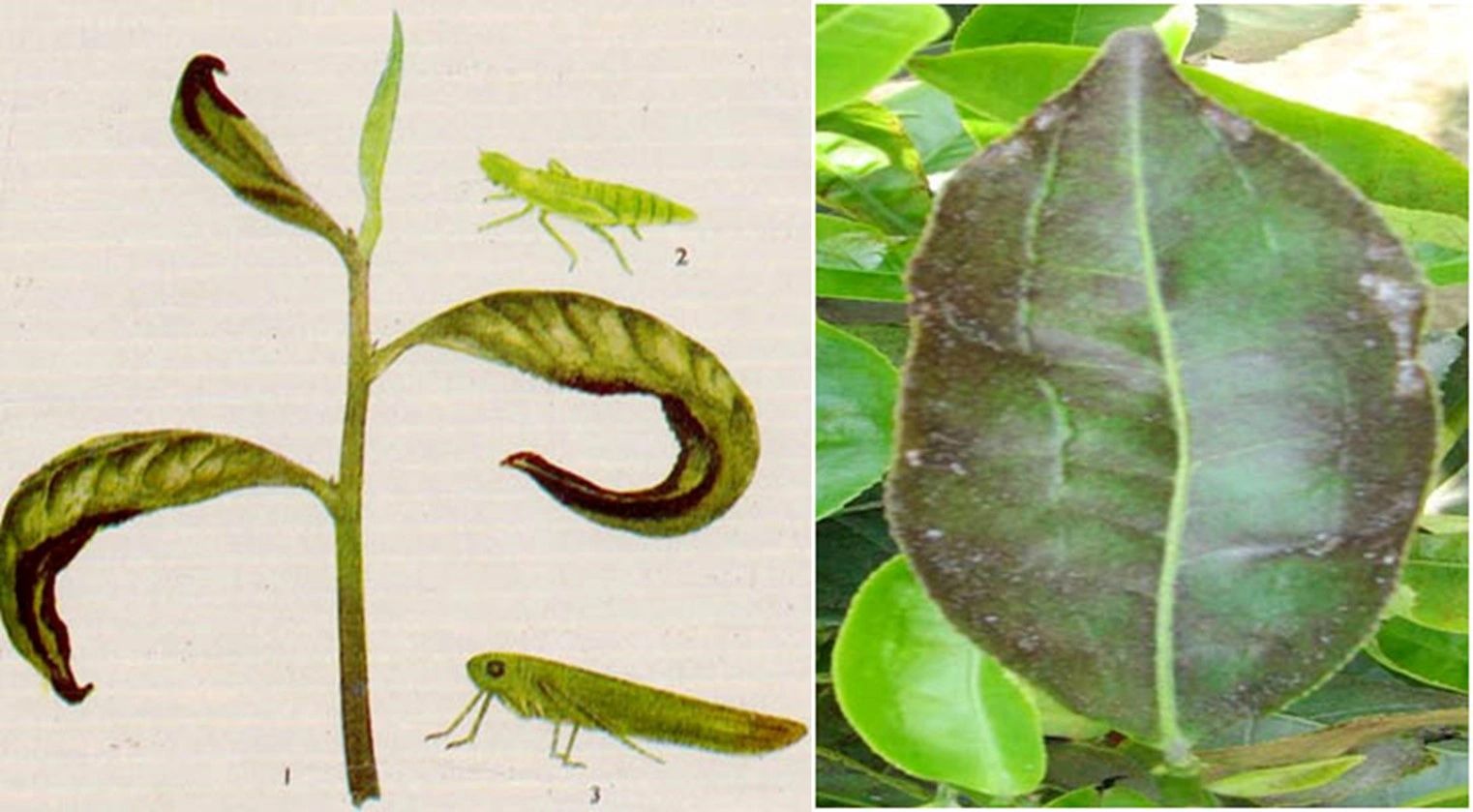 Tangy Thripsy Tasty Tea