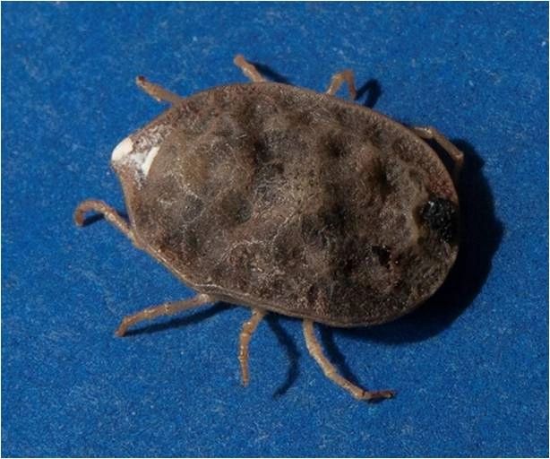 Defying age: The long-living African Soft Tick