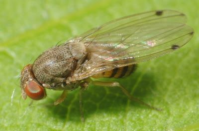 Rainfall Menace: Surge of the Moringa Pod Fly in South India