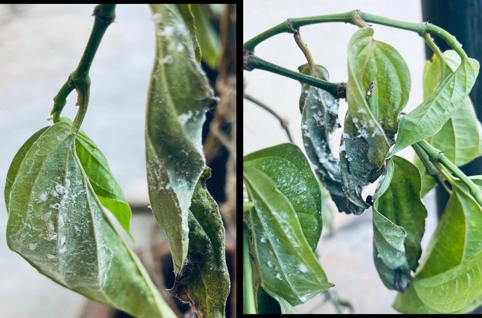 Spiraling of Spiraling Whitefly on Betel Leaves