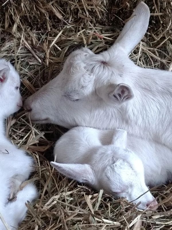 Goat Milk Soap - Goat Milk Soaps & Stuff