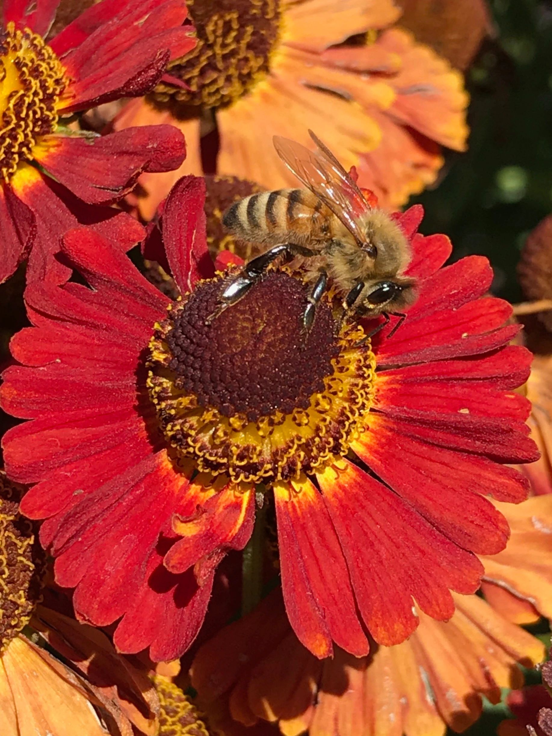 City of Ashton Idaho