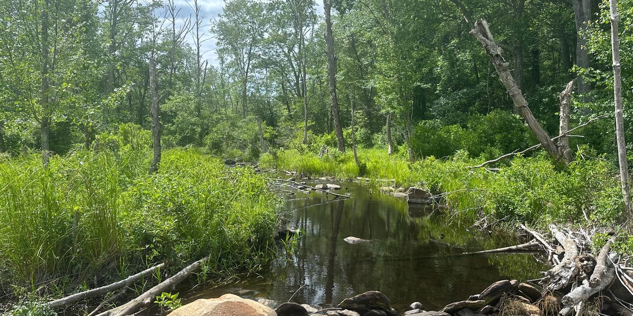 Ecosystem Restoration Services | Swamp Yankee Earthcare