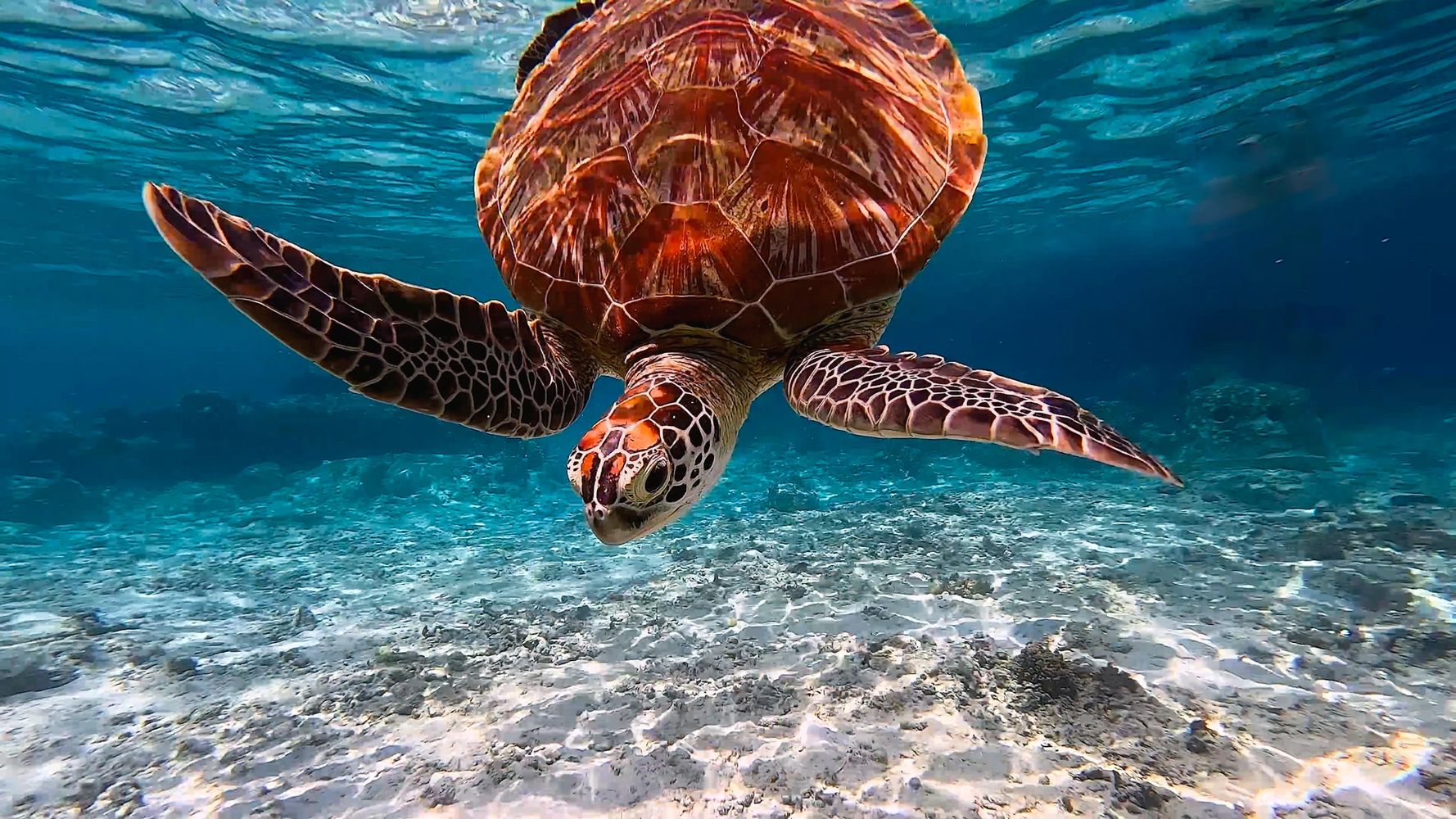 Gili Turtle Sanctuary