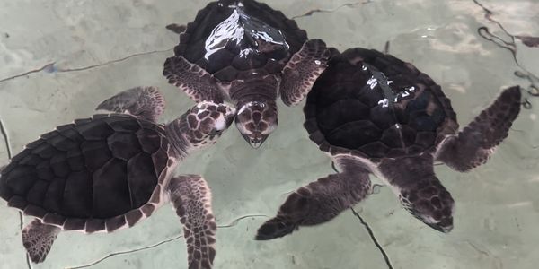 Gili Turtle Sanctuary