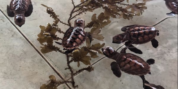 Gili Turtle Sanctuary