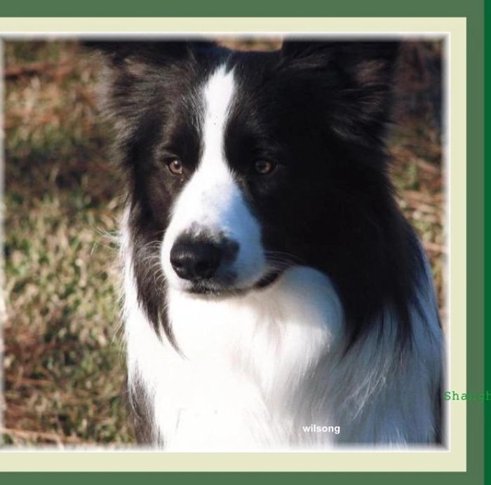 Border Collie Puppies for Sale - AKC Border Collie Breeder