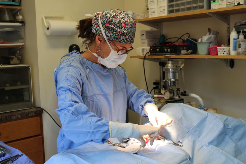 Surgery | Kedron Valley Veterinary Clinic