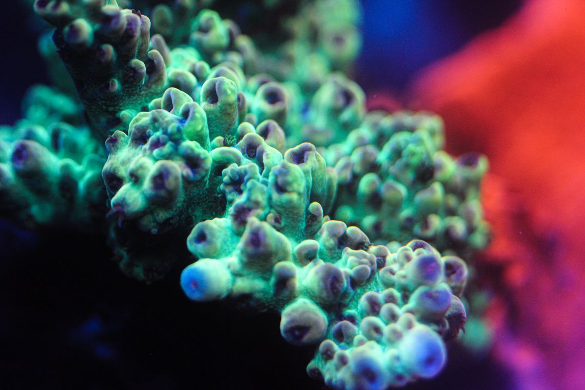 Reef Raft Grape Juice