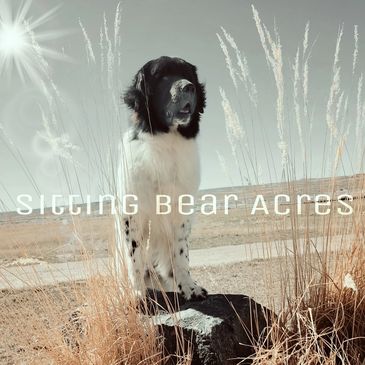 Newfoundland x Great Pyrenees - Sitting Bear Acres