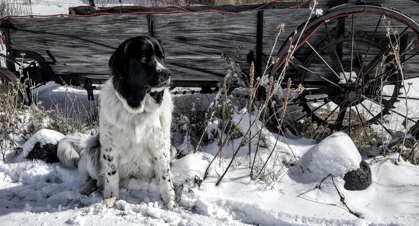 Newfoundland x Great Pyrenees - Sitting Bear Acres
