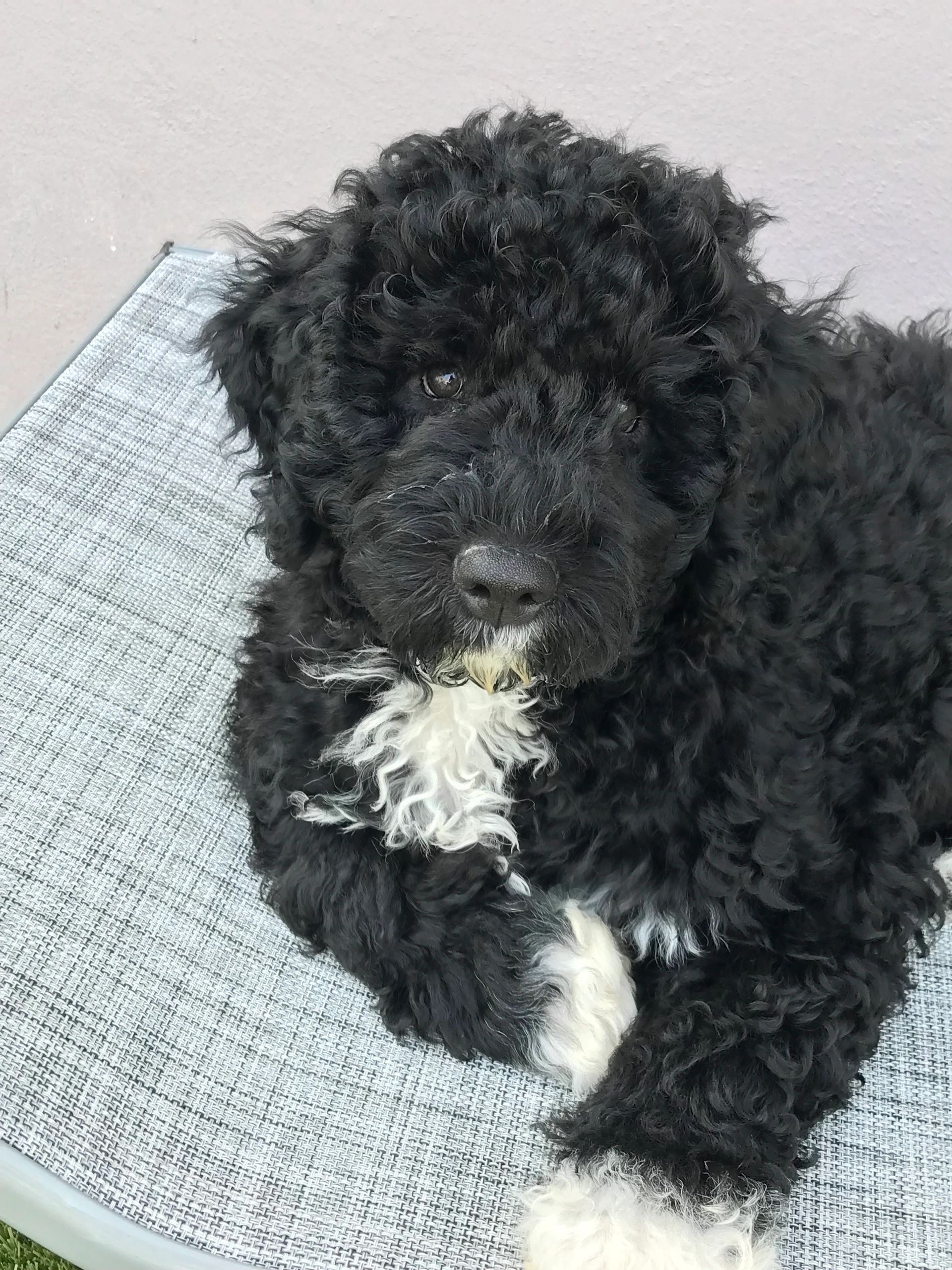 Baby Portuguese Water Dog