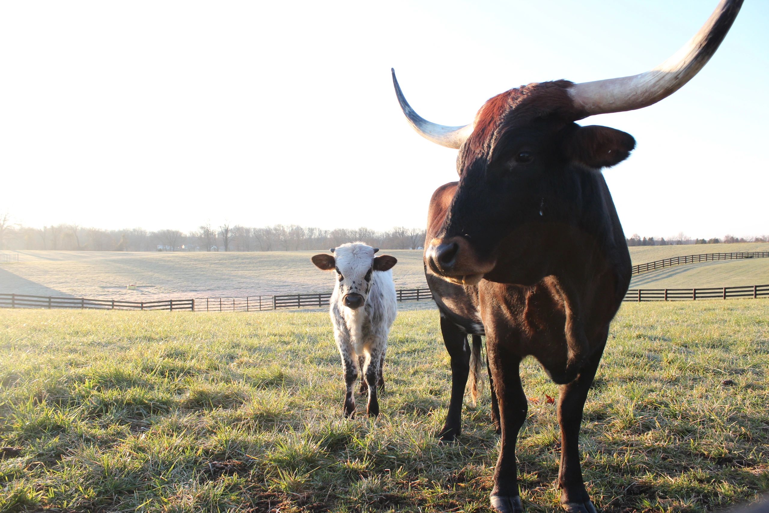 Higgins Farms Longhorns