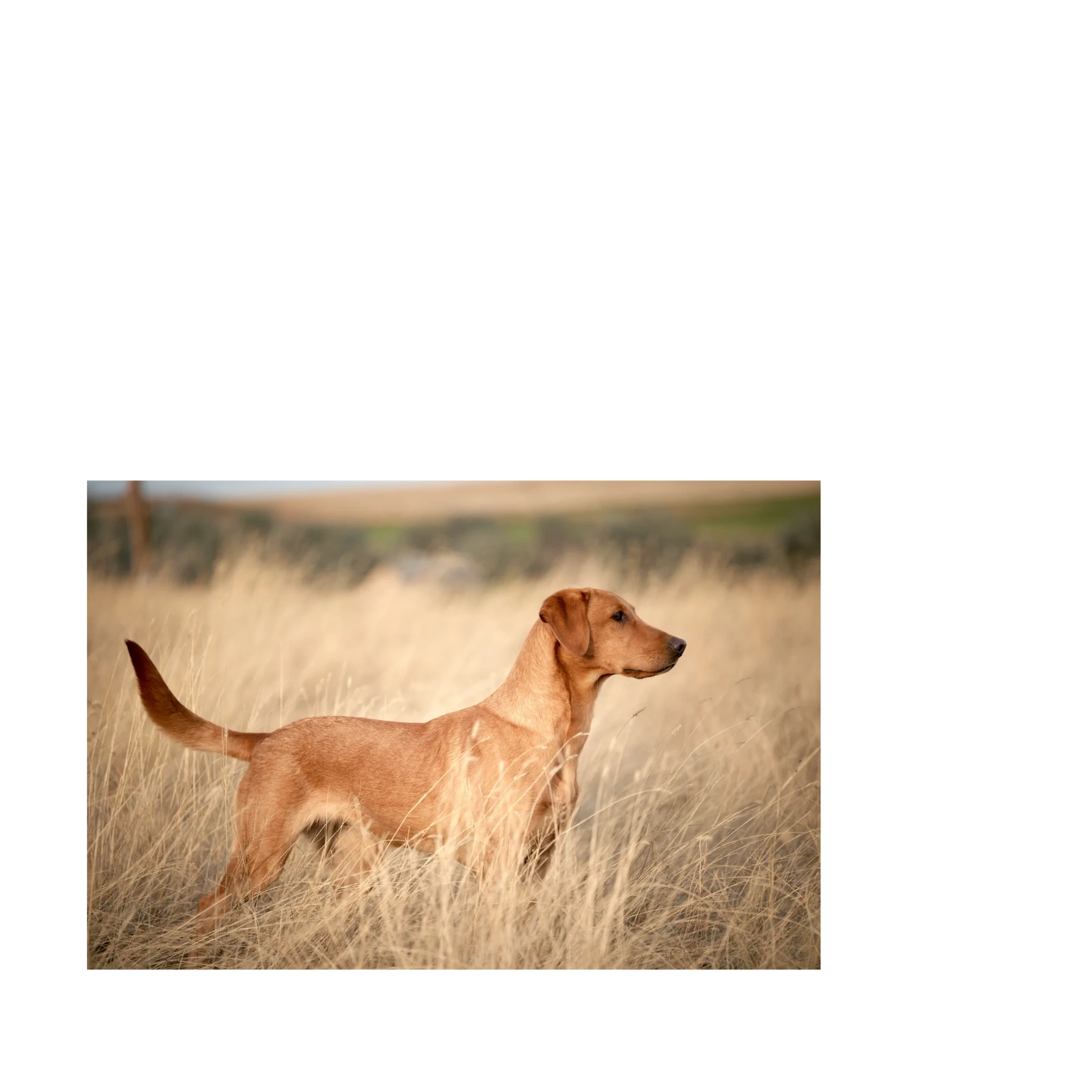 Gold Line Kennels