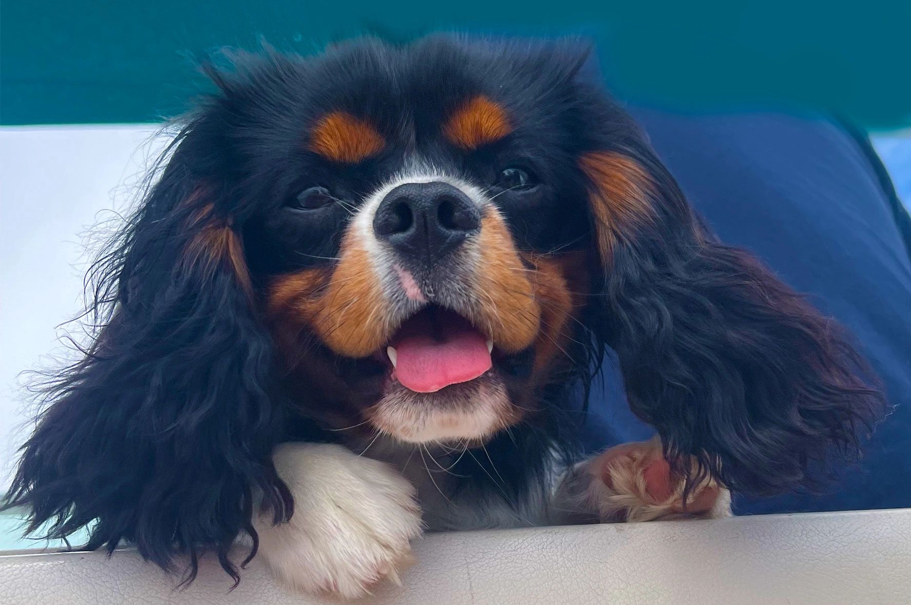 Top Cavalier Breeders in New York - East End Cavaliers