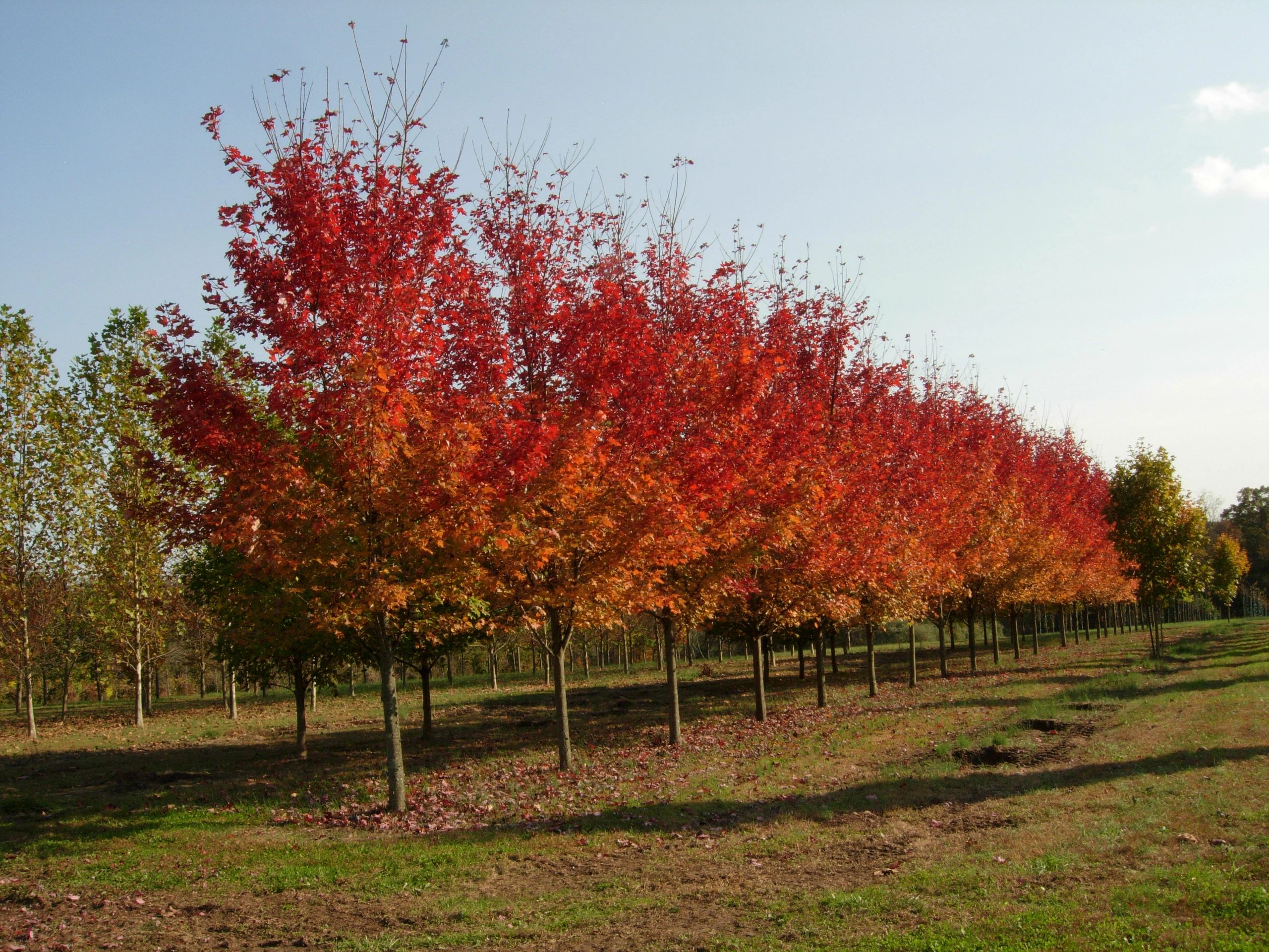 Copper Creek Landscaping | Copper Creek Landscaping