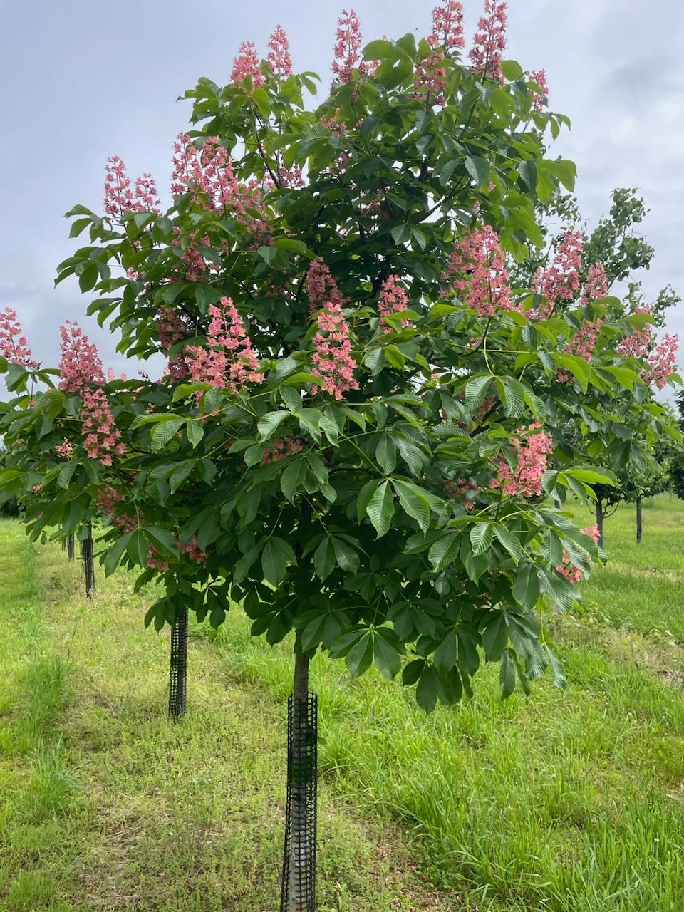 Copper Creek Landscaping