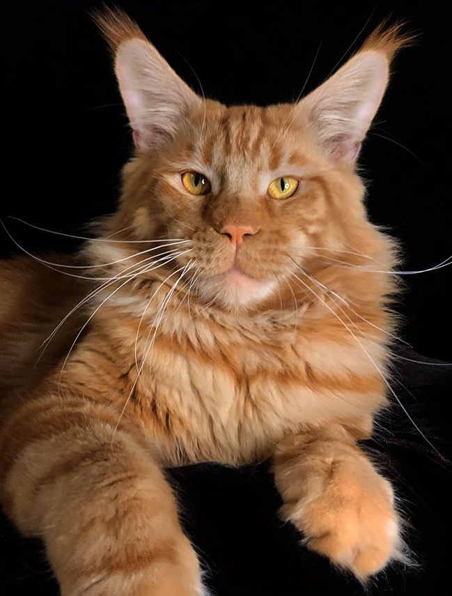Maine Coon Royalty - Maine Coon Kittens, Cattery