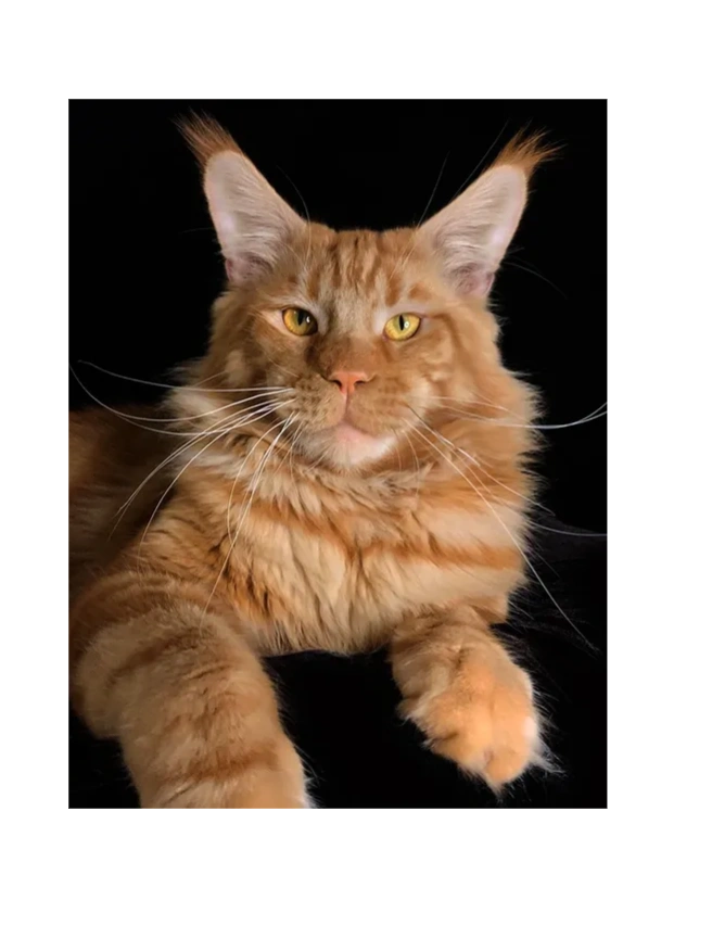Maine Coon Royalty Maine Coon Cattery Maine Coon Cattery Maine Coon