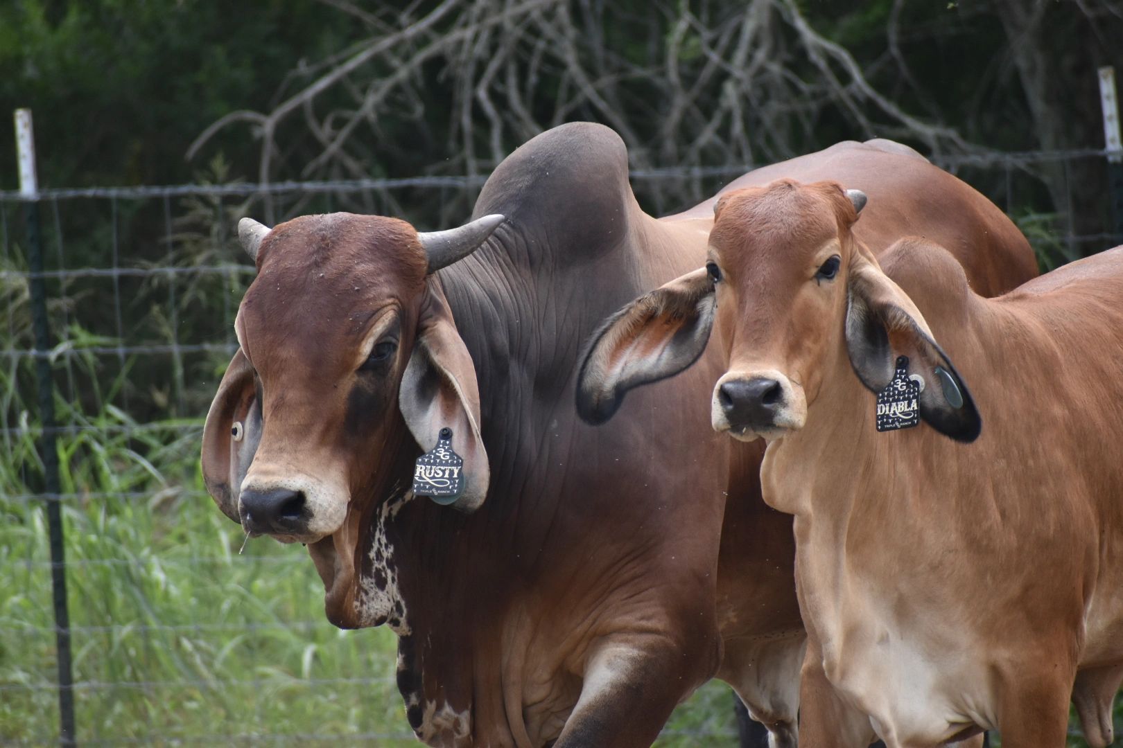 Triple GGG Ranch, LLC - Livestock, Goats for Sale, Cattle, Livestock