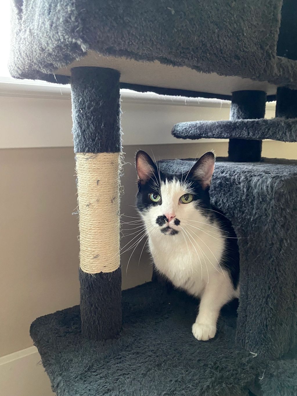 Adoptable Café Cats