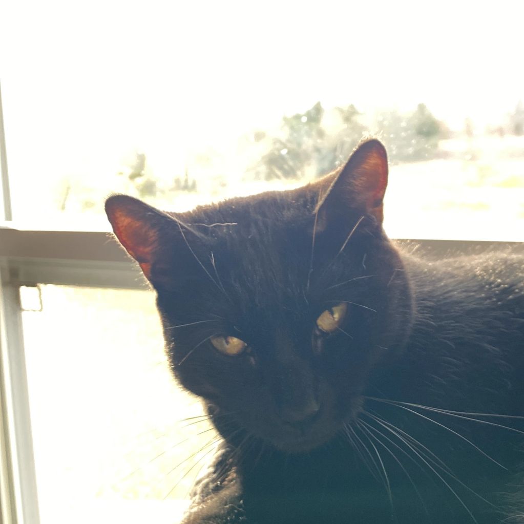 Adoptable Café Cats
