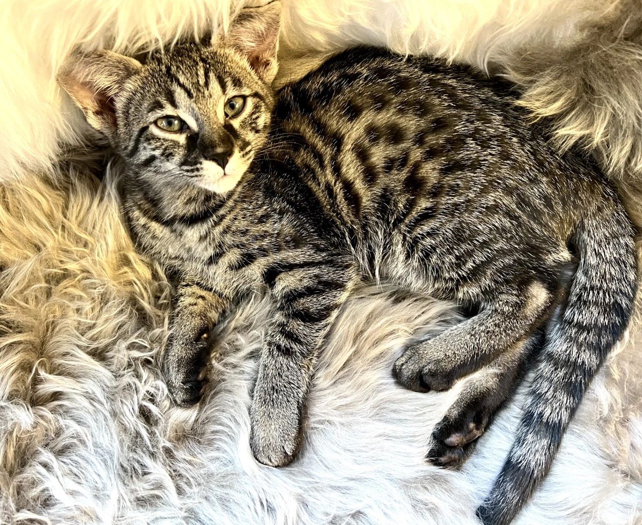 Pure Savannahs: The Ultimate Destination for Savannah Cat Lovers