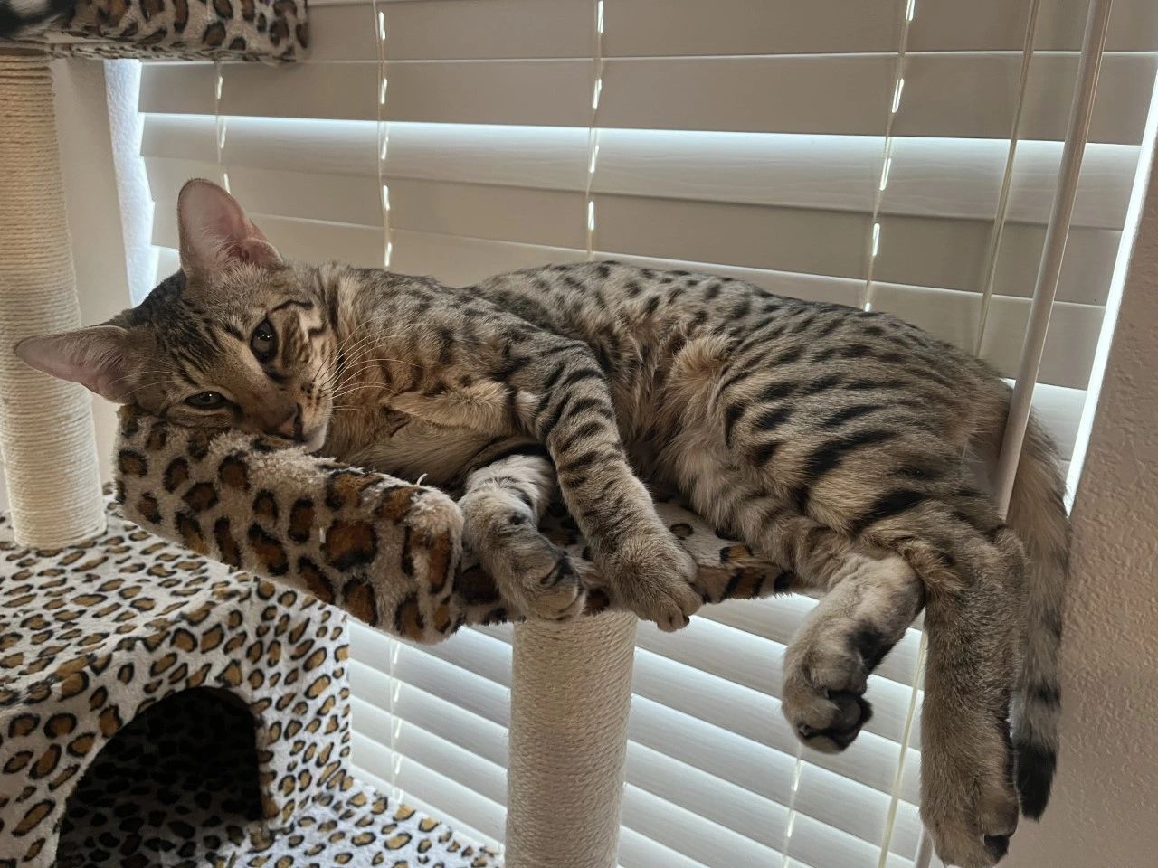 Pure Savannahs: The Ultimate Destination for Savannah Cat Lovers