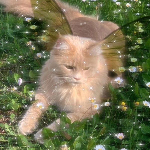 Whim Whiskers Cat Fae