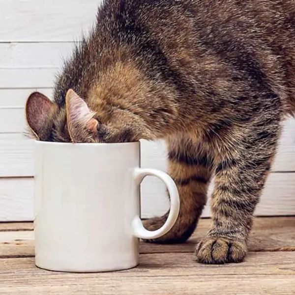 Whim Whiskers Cat Fae