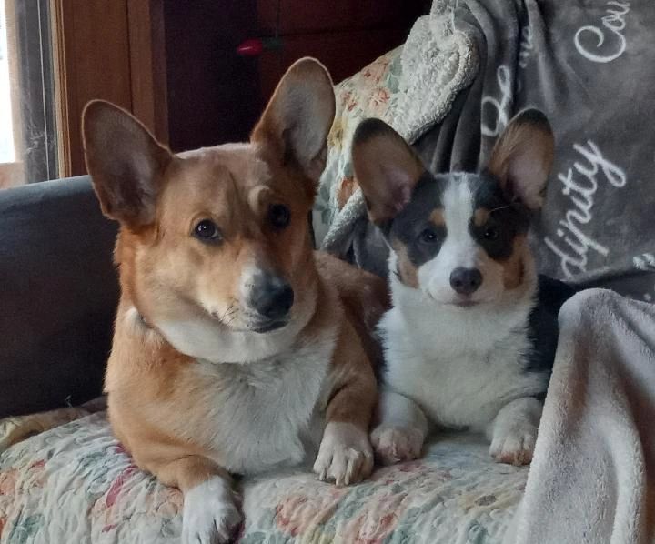 Double E Corgi