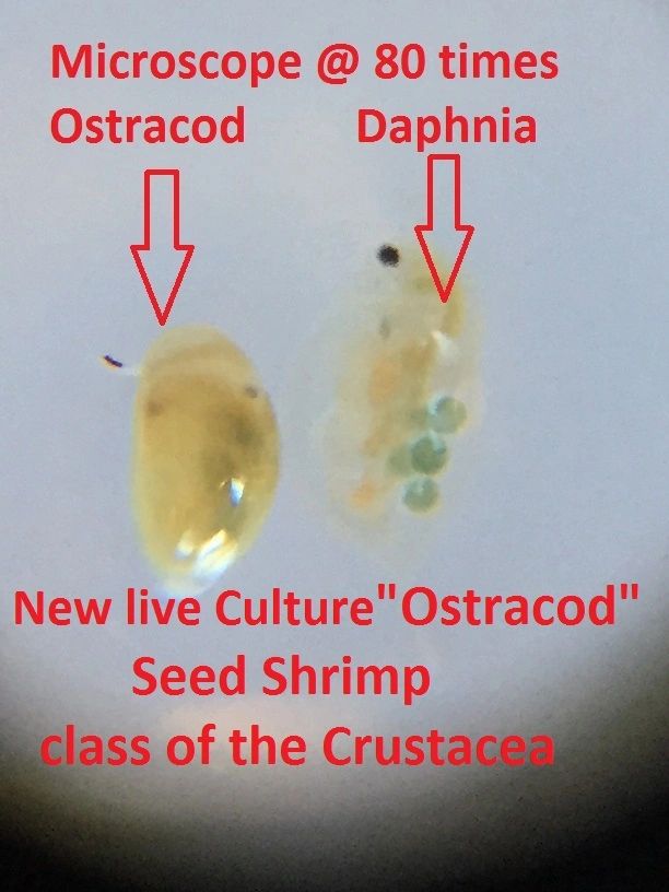 Seed Shrimp -- " Ostracod " Save Shipping cost Free pick up from knoxfield