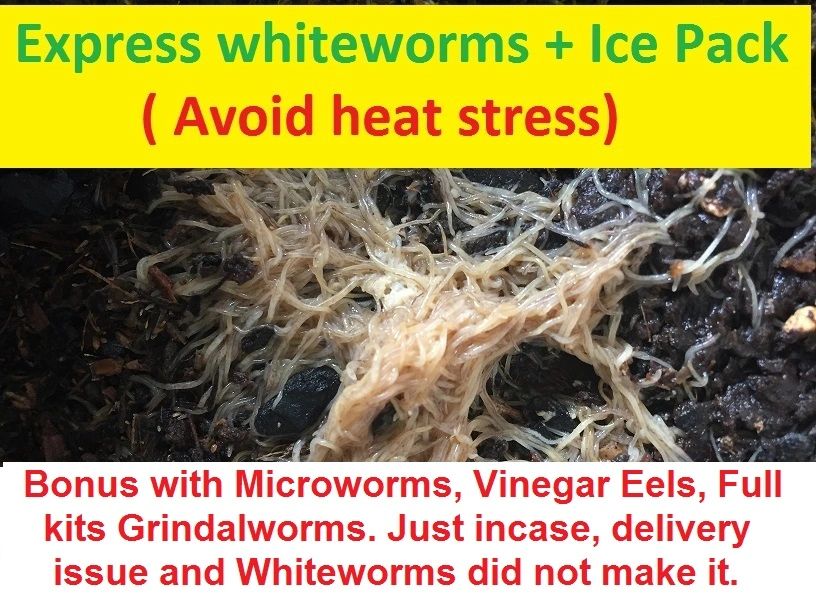 Live Whiteworms Culture Bonus Grindalworms
