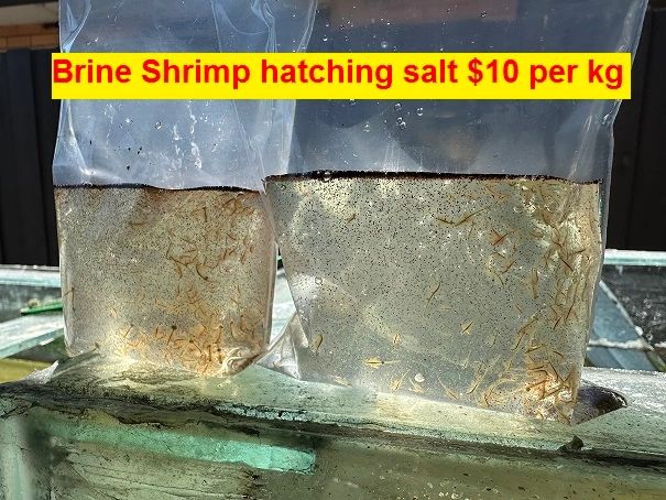 1kg Brine Shrimp hatching salt