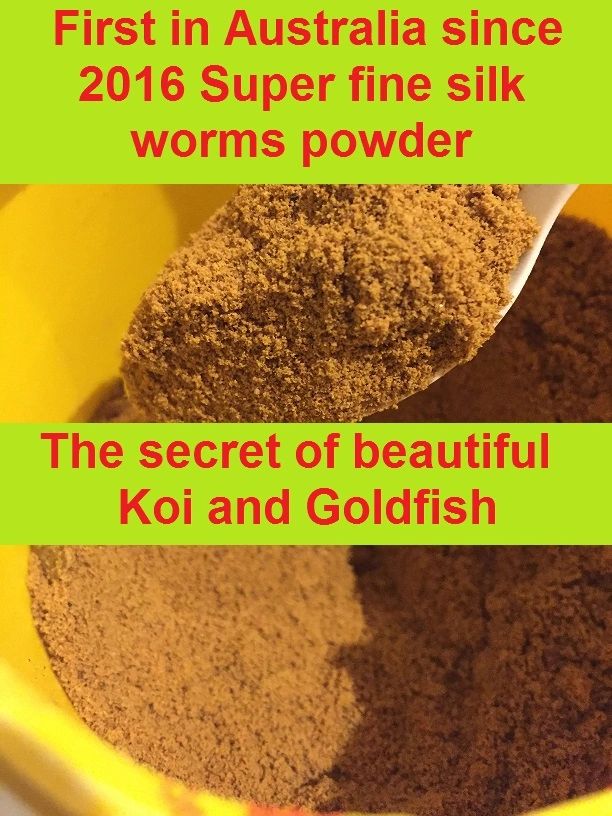 Super fine Silkworms dust " The Secret of beautiful Koi & Goldfish