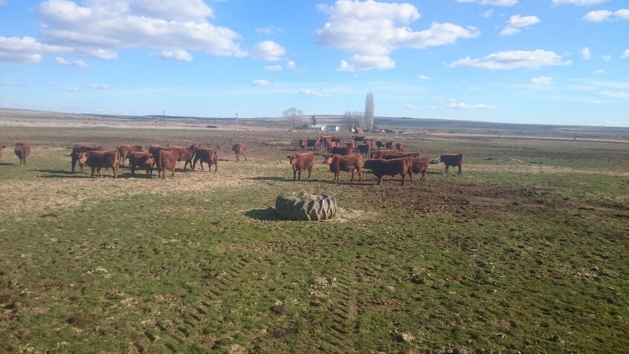 rock bottom ranch inc