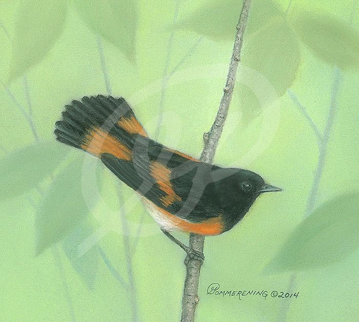 Art By Gail - Artwork - American Redstart @ Gail Pommerening Studio