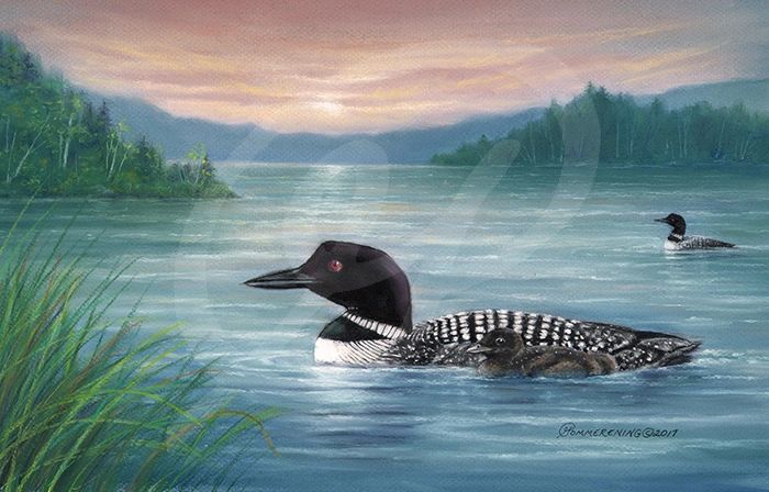 Art By Gail - Artwork - Common Loon @ Gail Pommerening Studio