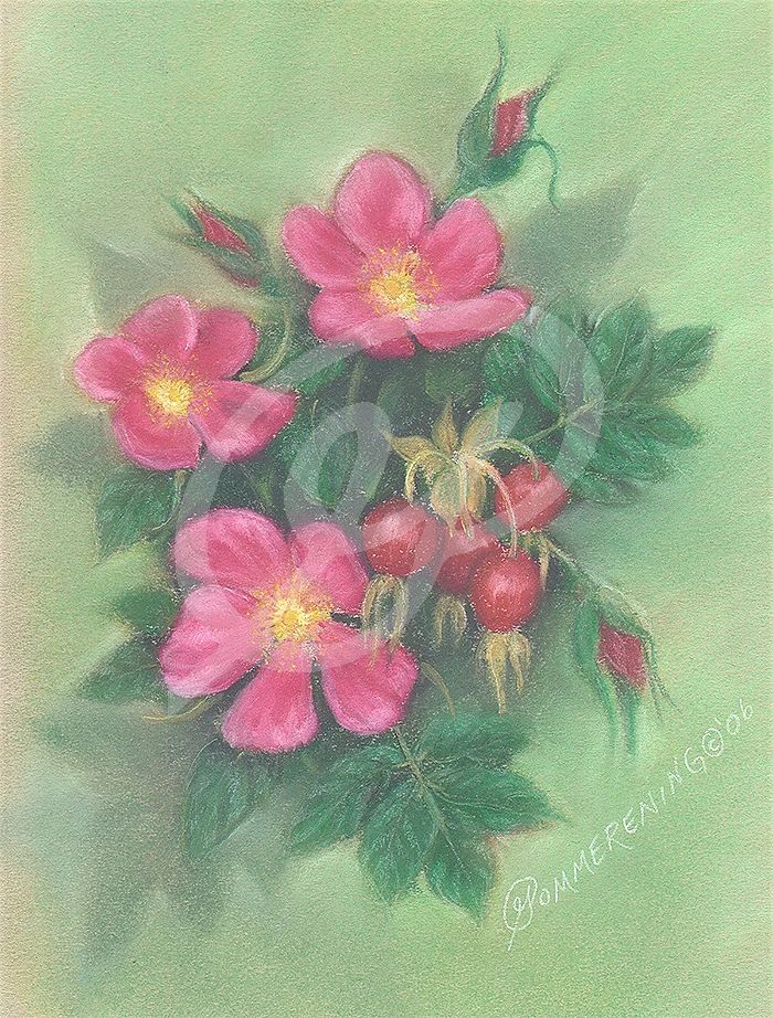 Art By Gail - Artwork - Prairie Rose @ Gail Pommerening Studio