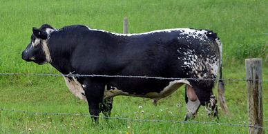 Legacy Speckle Park - Speckle Park Bulls, Speckle Park Breed, Cattle ...