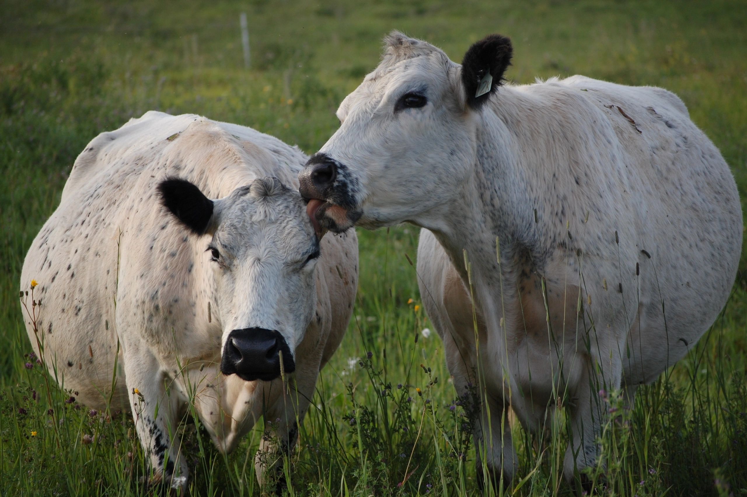 Legacy Speckle Park - Speckle Park Bulls, Speckle Park Semen