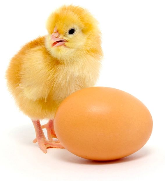 point of lay pullet sales