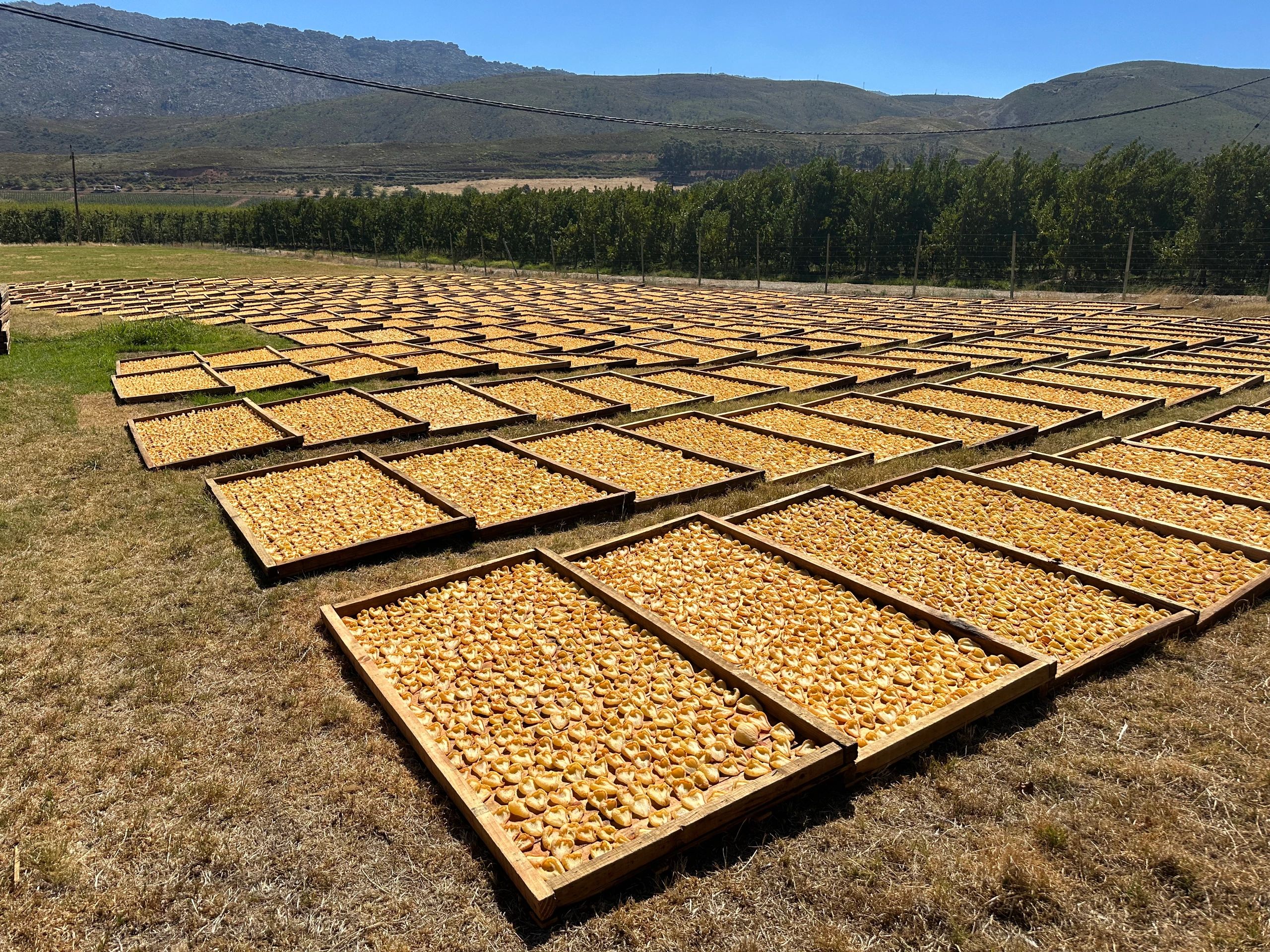 Evolution Foods International