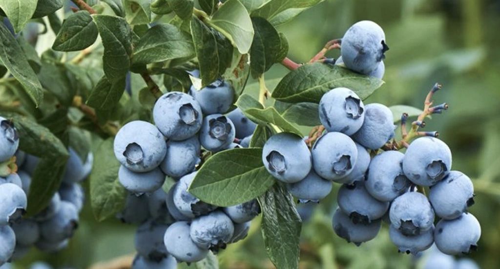 Evolution Foods International