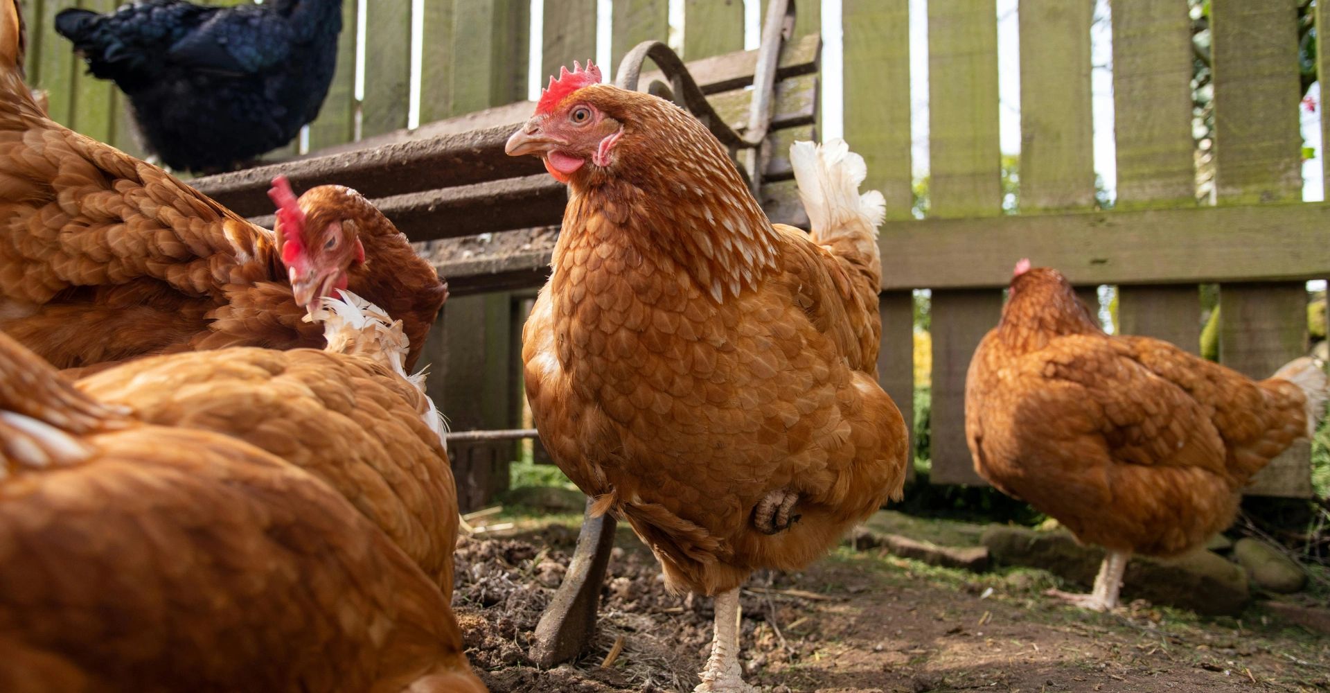 Must-Have Chicken Products for Beginners