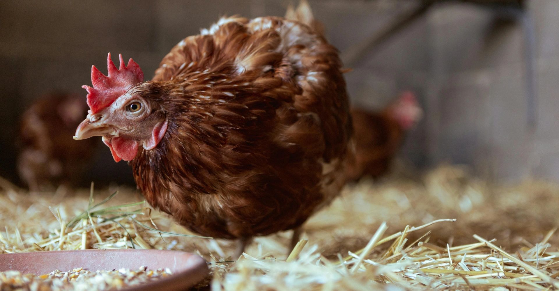 Tips for Preventing Food Wastage in Chicken Coops