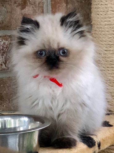Powderpuff Persians - Persian Kittens for Sale., Persian Kittens