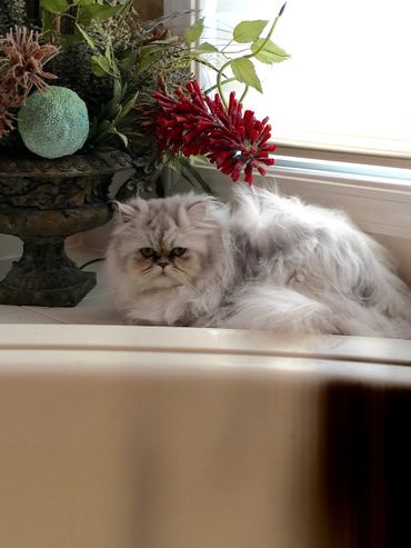 Powderpuff Persians - Persian Kittens for Sale., Persian Kittens