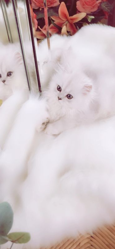 Powderpuff Persians - Persian Kittens for Sale., Persian Kittens